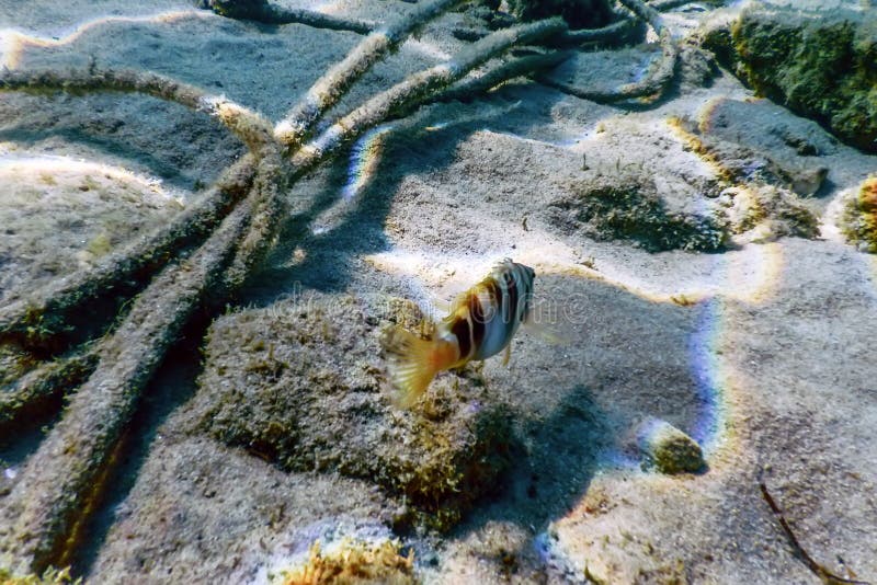 Sandy Bottom, Fish Swimming Underwater Stock Photo - Image of biology ...