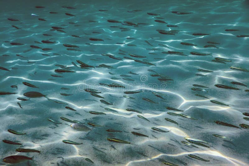 Sandy Bottom, Fish Swimming Underwater Stock Image - Image of saltwater ...