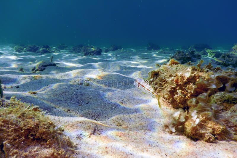 Sandy Bottom, Fish Swimming Underwater Stock Photo - Image of sandy ...