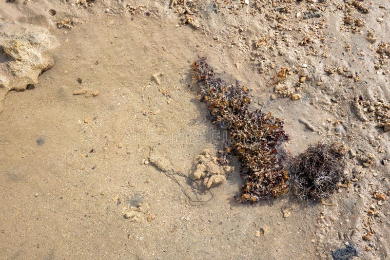 Sandy Bottom of the Red Sea at Low Tide with Ripples from the Waves ...