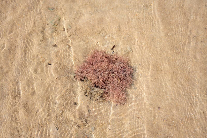 Sandy Bottom of the Red Sea at Low Tide with Ripples from the Waves ...