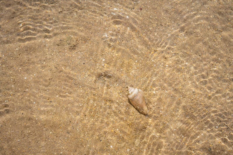 Sandy Bottom of the Red Sea at Low Tide with Ripples from the Waves ...
