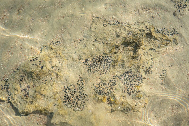 Sandy Bottom of the Red Sea at Low Tide with Ripples from the Waves ...