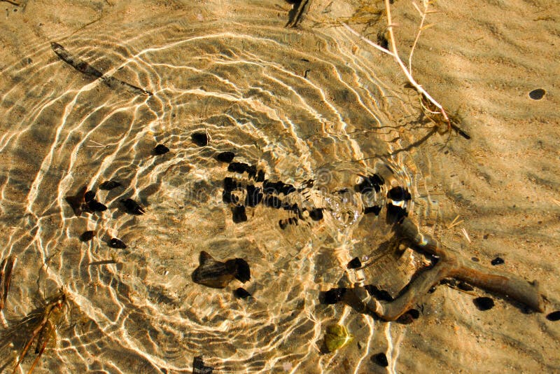 Sandy Bottom in Shallow Water. Stock Image - Image of clean, clear ...
