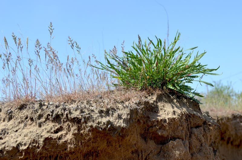 Sandy bush stock image. Image of bush, steep, edge, sand - 36375237