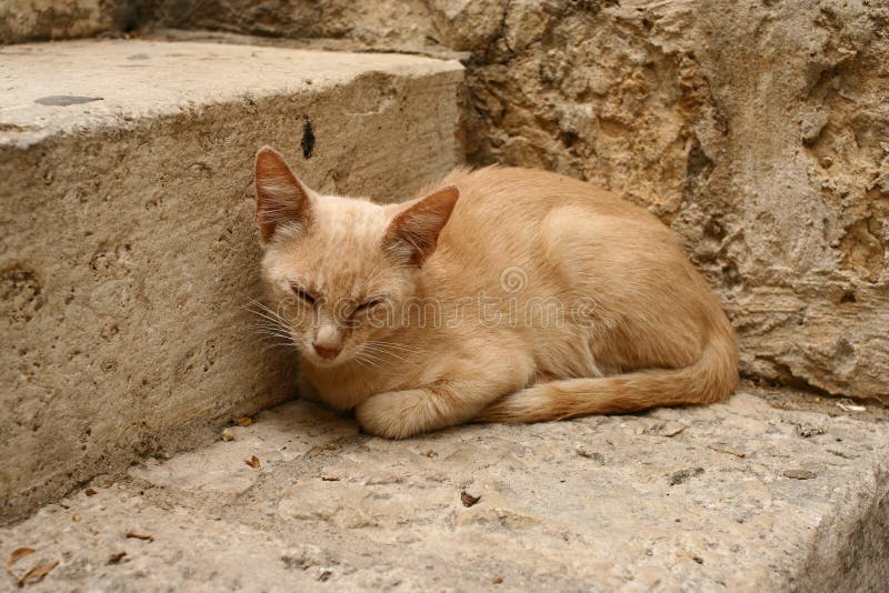 Sandy cat stock photo. Image of animal, pets, dream, purr - 12645734