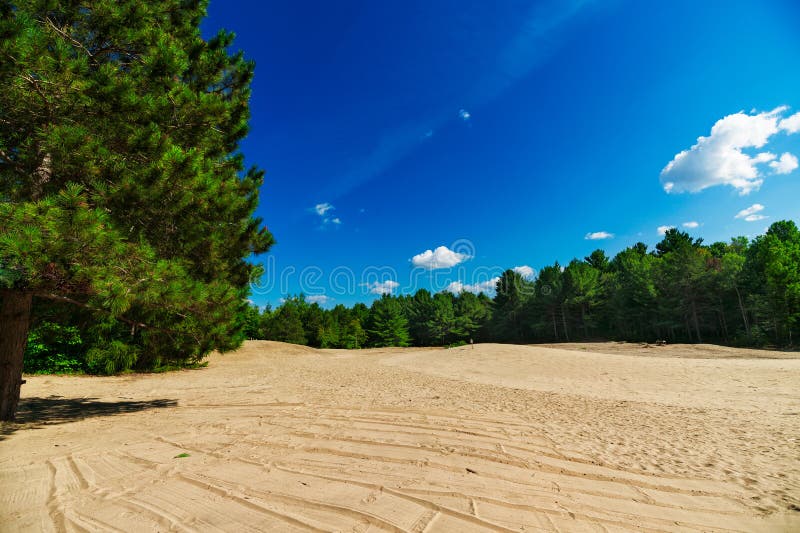 Sandy Clearing in Forest Landscape Scene Stock Photo - Image of clear ...