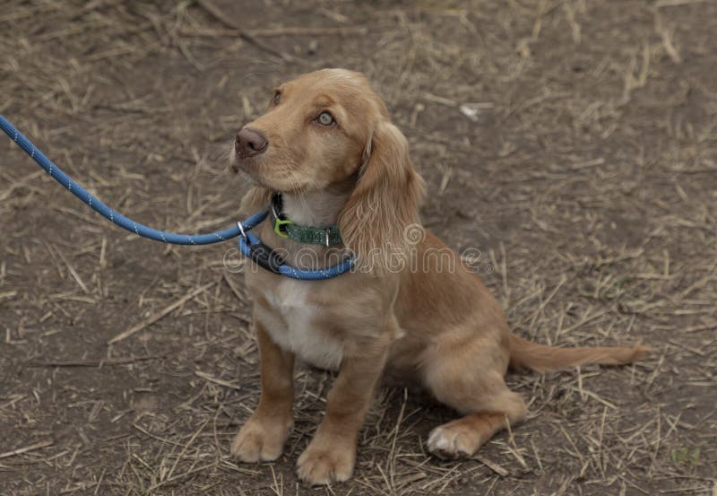 Sandy Coloured Working Cocker Spaniel Stock Image - Image of canine ...