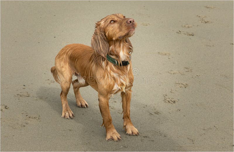 Sandy Coloured Working Cocker Spaniel Stock Image - Image of natural ...