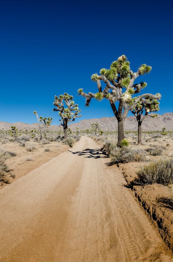 Sandy Desert Road with Joshua Trees Stock Image - Image of horizontal ...