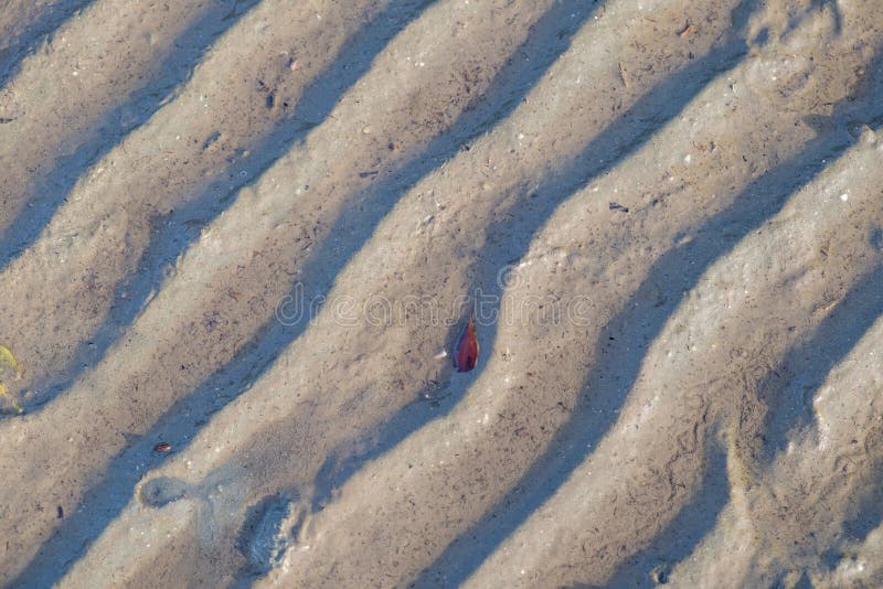 Sandy floor stock photo. Image of textured, sandy, brown - 101470214