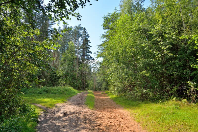 Sandy Forest Road Sunny Summer Day Stock Image - Image of nature ...