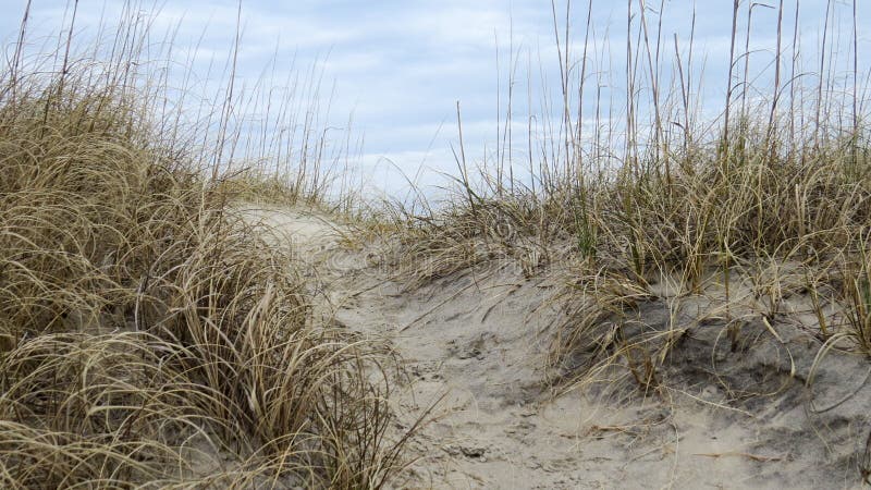 Sandy Grass Covered Pathway on a Dune Stock Photo - Image of outdoors ...