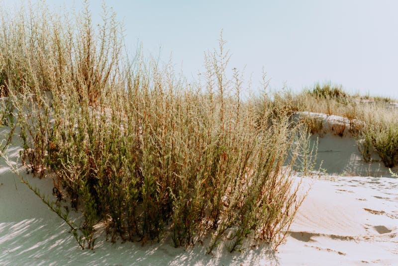 Sandy Grass on the Sand Against the Blue Sky. Grass in the Sand Dunes ...