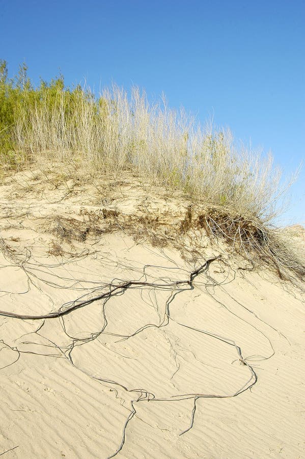 Sandy land and the root stock image. Image of sand, confusion - 17962957