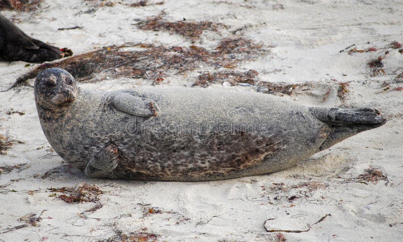 Sandy Large Seal stock photo. Image of coast, life, aquatic - 7501124