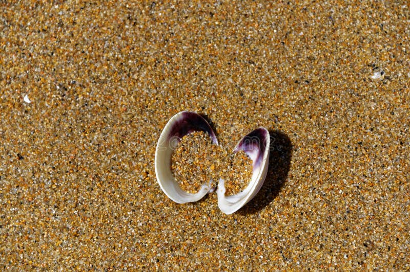 Sandy, Open Bivalve Shell, Its Halves Half Filled with Sand Stock Image ...