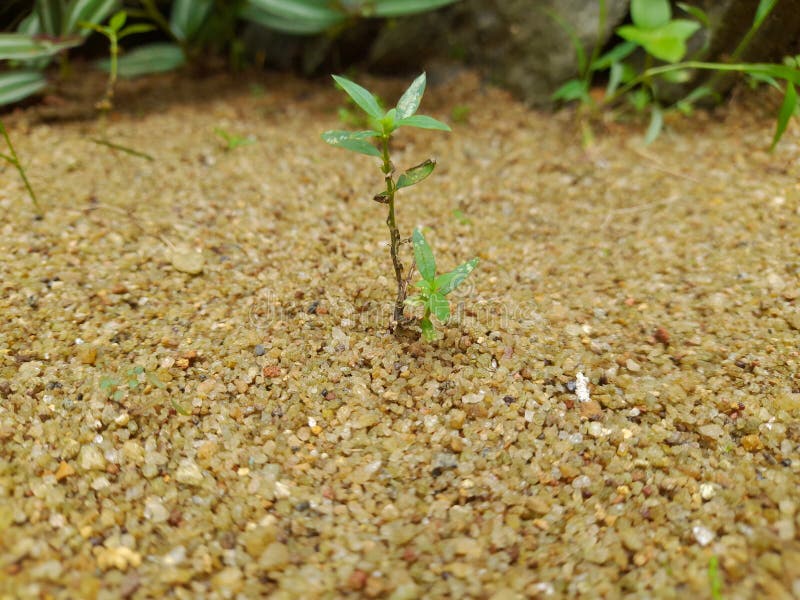 In a Sandy Patch of Soil, a Tiny Grass Sprouts, Defying the Odds. Stock ...