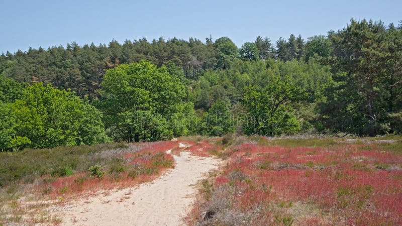 Sandy Path Along Heathland with Trees in the Flemish Countryside Stock ...