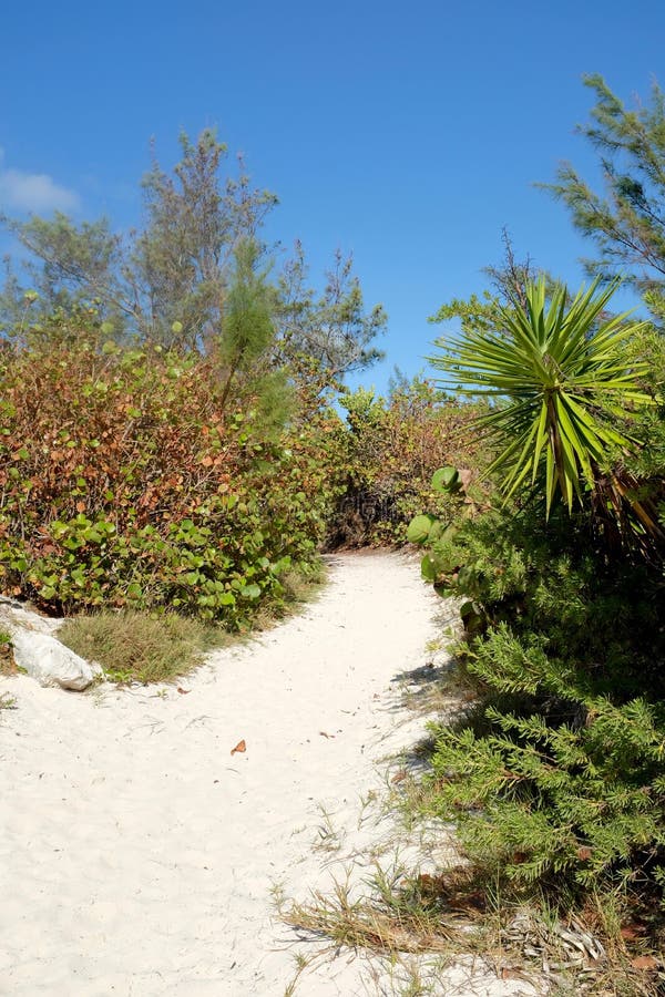 Sandy Path through Beachside Plants and Shrubs Stock Image - Image of ...
