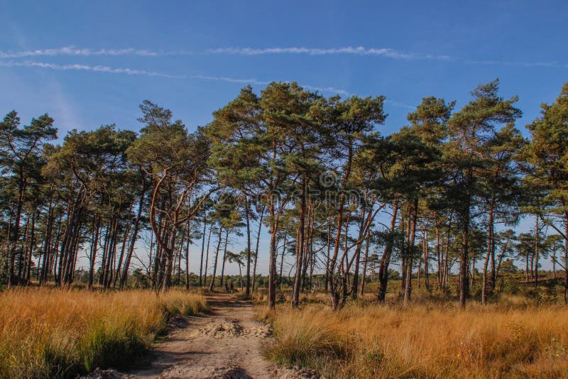 Sandy Path through a Coniferous Forest on a Bright Sunny Day Stock ...