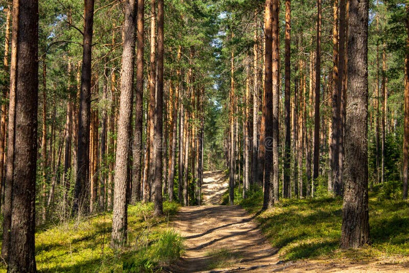 Sandy Path in a Coniferous Forest Stock Photo - Image of landscape ...