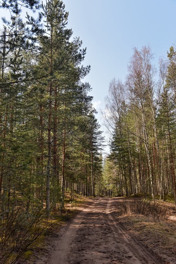Sandy Road in the Pine Forest Stock Photo - Image of grass, coniferous ...
