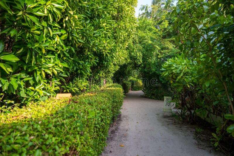 Sandy Path in a Dense Tropical Green Forest Stock Photo - Image of ...