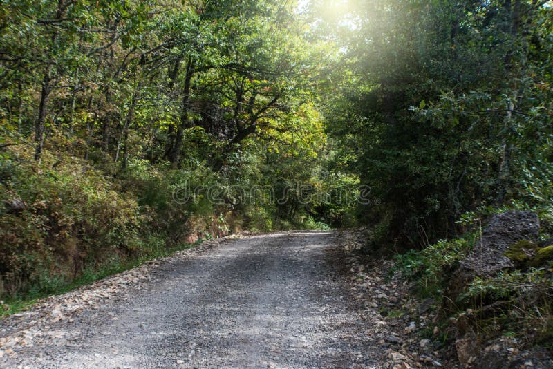 Sandy Path Entering the Lush Green Forest Stock Image - Image of ...