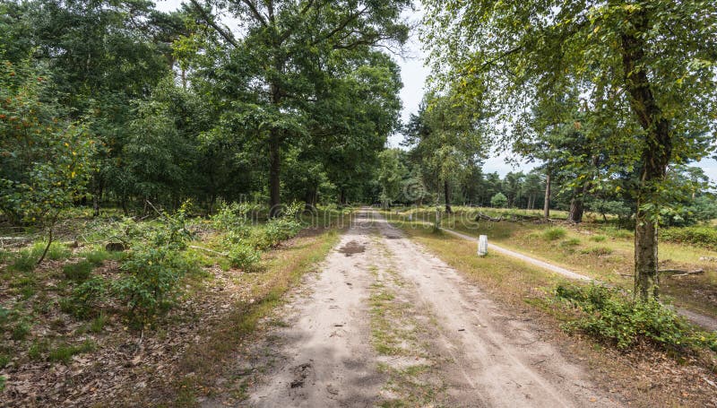 Sandy path in a forest stock photo. Image of environment - 32622318