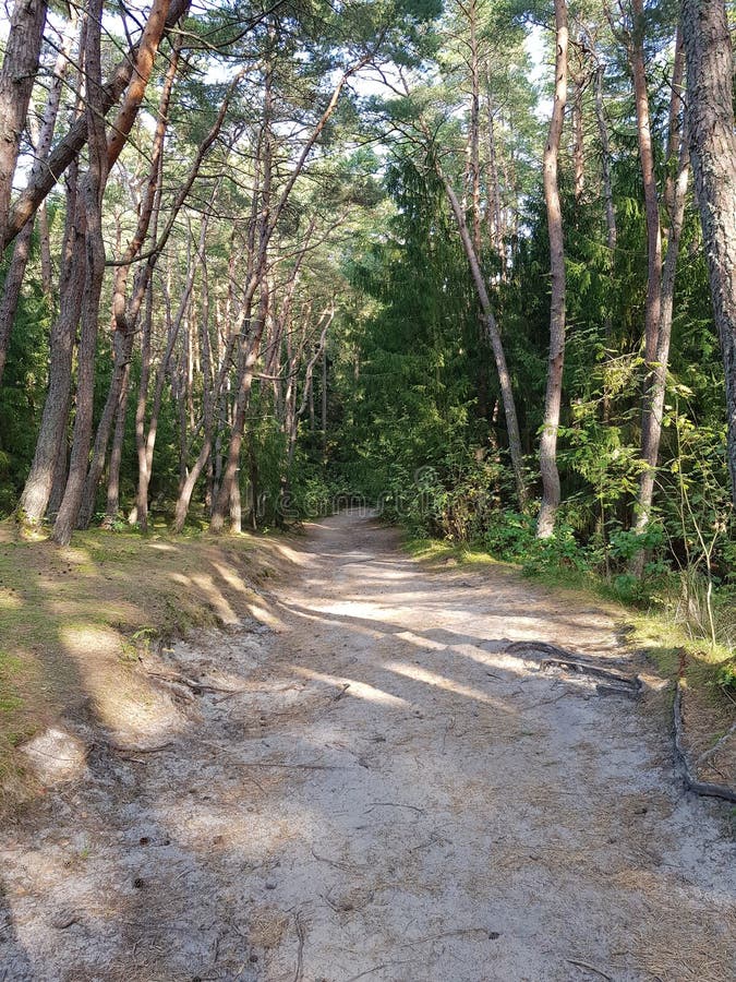 Sandy Path in the Green Forest Stock Photo - Image of condensation ...