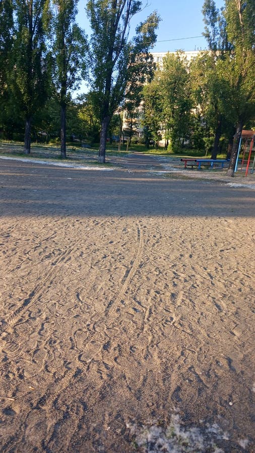 Sandy Path in a Park with Tire Tracks and Scattered Trees Under a Clear ...