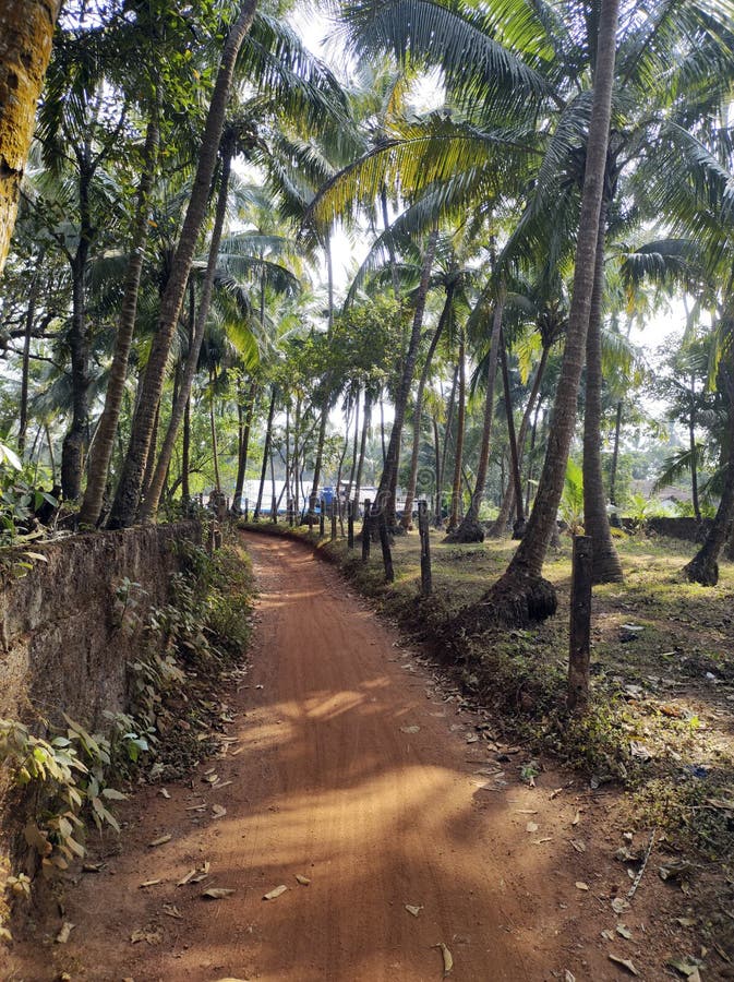 Sandy Path in the Shade of Indian Palm Trees Stock Photo - Image of ...