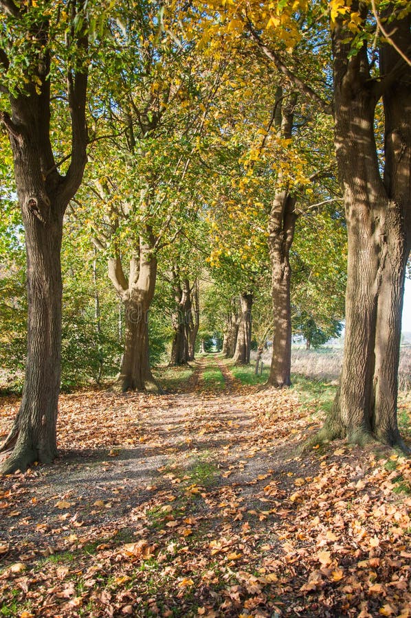 Sandy Path between Tall Trees Stock Image - Image of green, outdoor ...