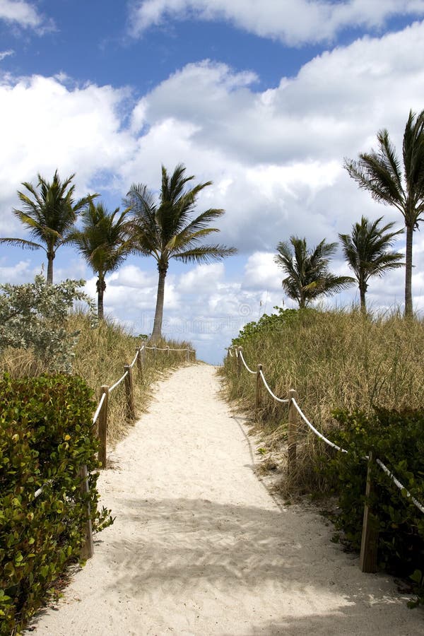 Sandy Path to the Beach stock photo. Image of plants, coastline - 9195396