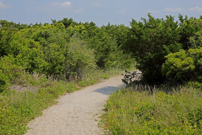 Sandy Path To Beach through Bushes and Grass Stock Image - Image of ...