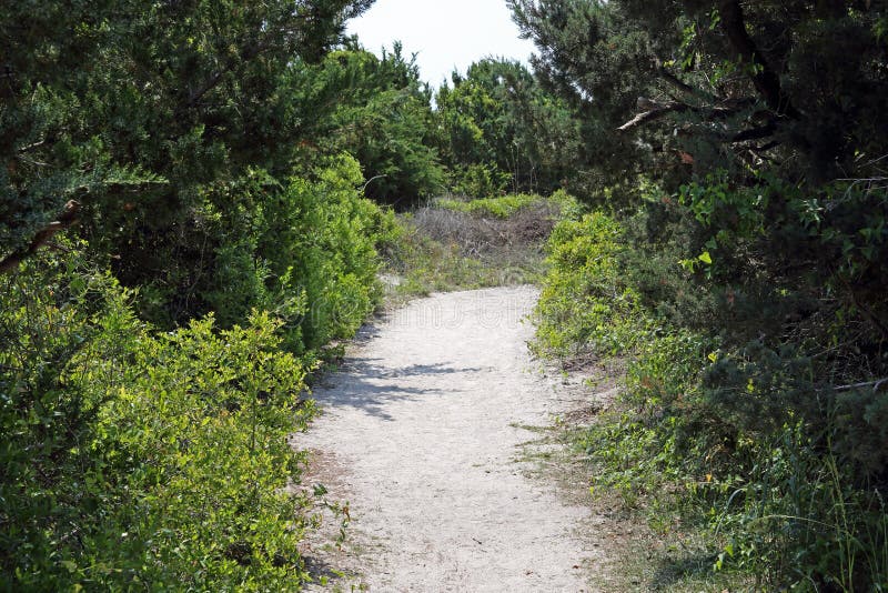 Sandy Path To Beach through Trees, Bushes and Grass Stock Photo - Image ...