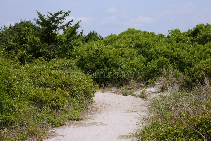 Sandy Path To Beach through Trees, Bushes and Grass Stock Photo - Image ...
