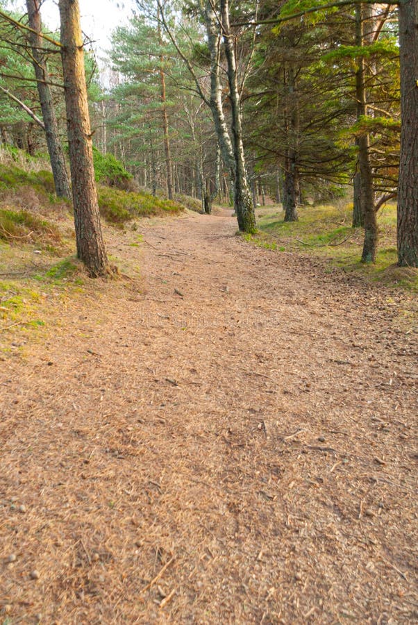 Sandy Path between Trees in a Park Stock Photo - Image of road, pathway ...