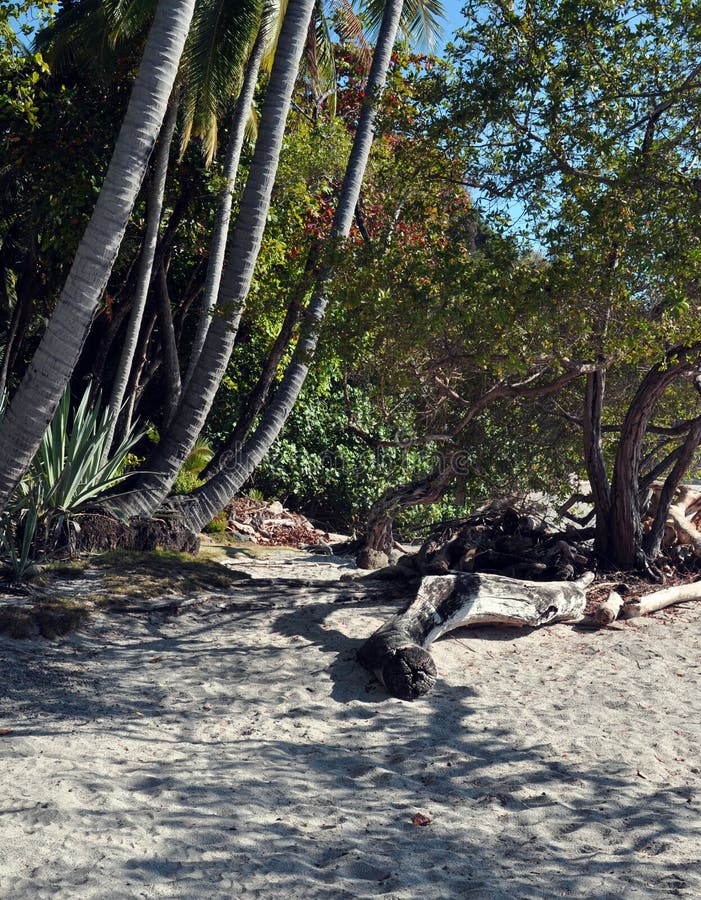 A Sandy Path through a Tropical Forest Stock Photo - Image of island ...
