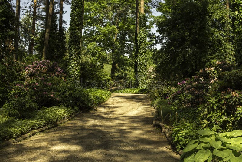 Sandy Path in the Woods with Trees and Bushes Around Stock Photo ...