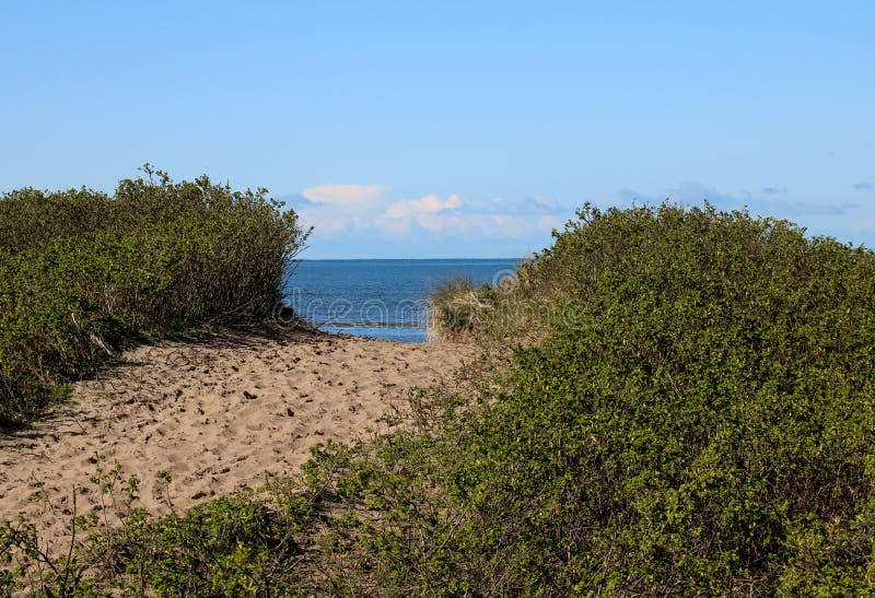 Sandy Pathway through Coastal Greenery To the Beach Stock Image - Image ...