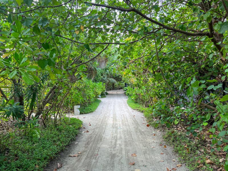 Sandy Pathway Surrounded by Lush Green Vegetation Stock Image - Image ...