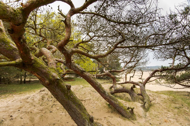 Sandy Pine forest stock photo. Image of foliage, cone - 34722178