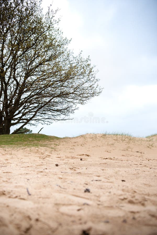 Sandy Pine forest stock photo. Image of forest, majestic - 34722548