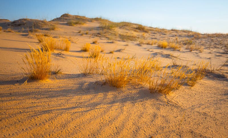Sandy Prairie in Light of Sparkle Evening Sun Stock Photo - Image of ...