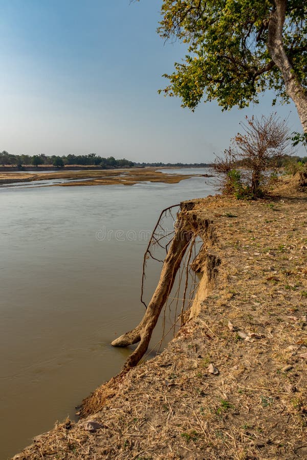 Sandy River Bank with Erosion Causing Trees Falling Apart Stock Image ...