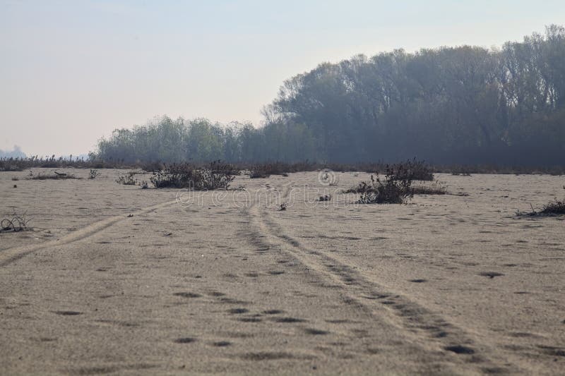 Sandy Riverside with Tracks and Bushes with Forests in the Background ...