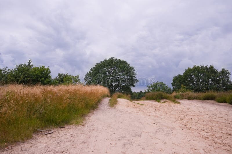 Sandy road stock photo. Image of natural, patch, outdoors - 6810164