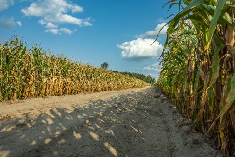 Sandy Road through a Corn Field Stock Photo - Image of outdoors ...